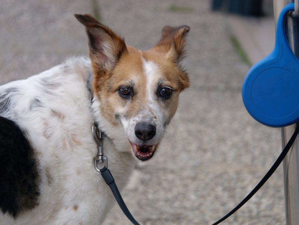 Norrbottenspets: Sweden’s Secret Spitz | Breed Overview