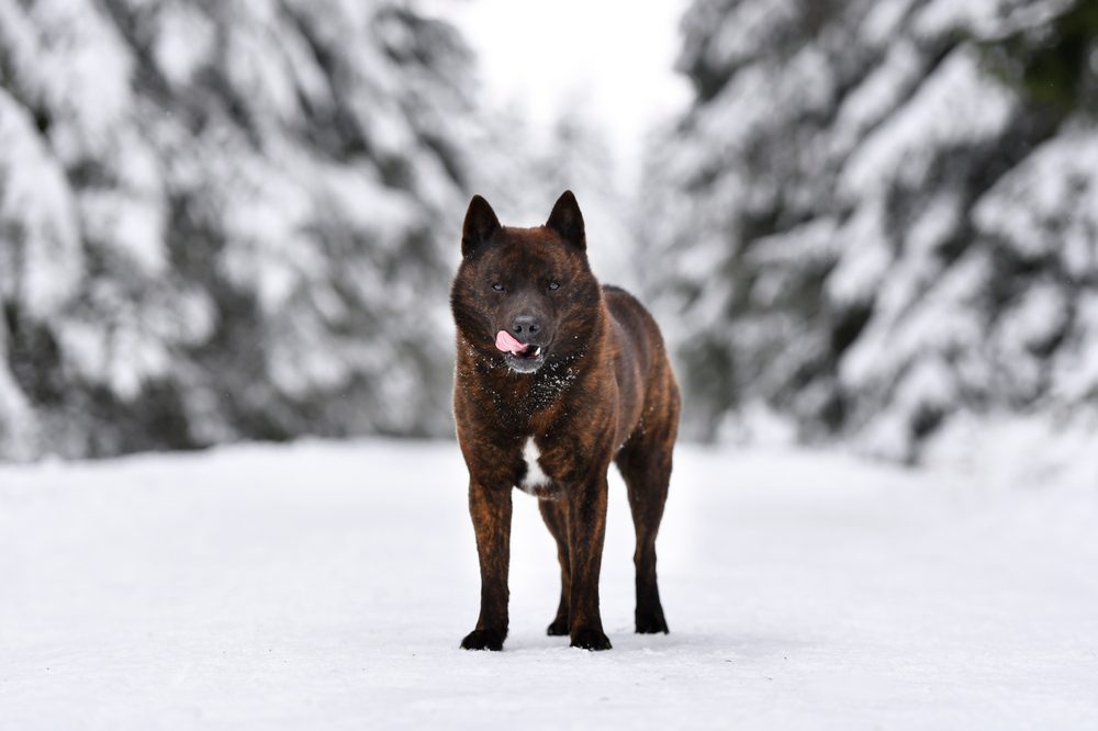 Kai Ken Breed Overview | Personality and Temperament