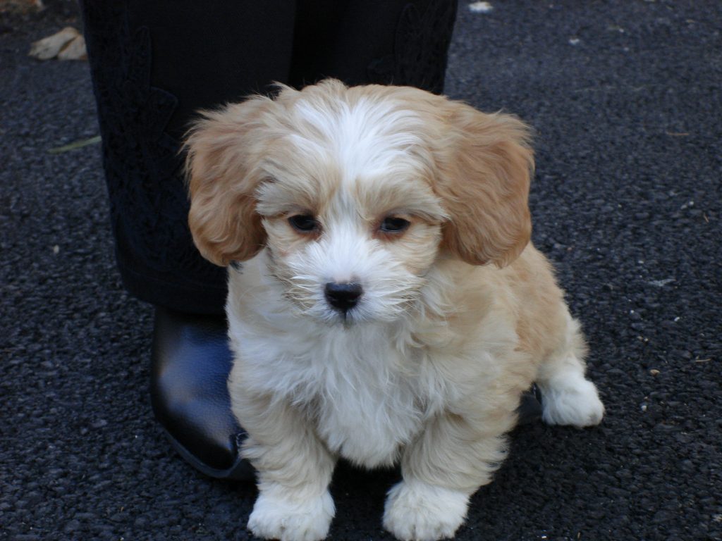 Shih Poo Breed Overview Personality Temperament More Shih Poo Breed Overview Personality Temperament More