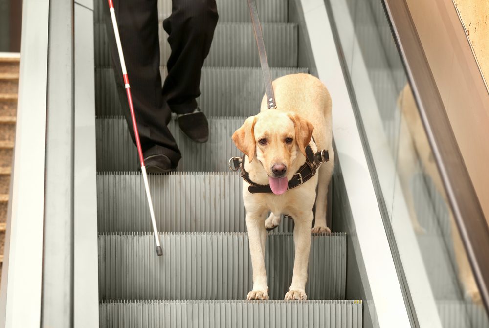 Service Animal Laws In Illinois