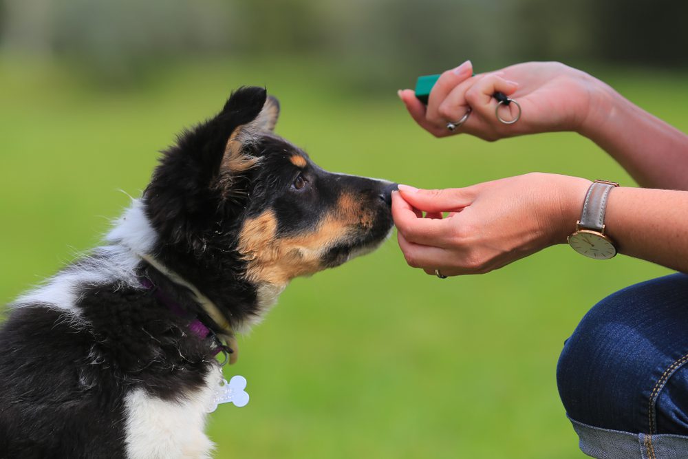 Everything You Need to Know About Dog Obedience Training