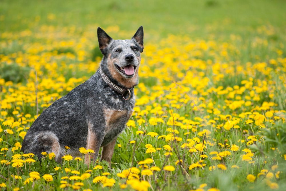 The Easiest Dogs to Train for a Well-Behaved Pup