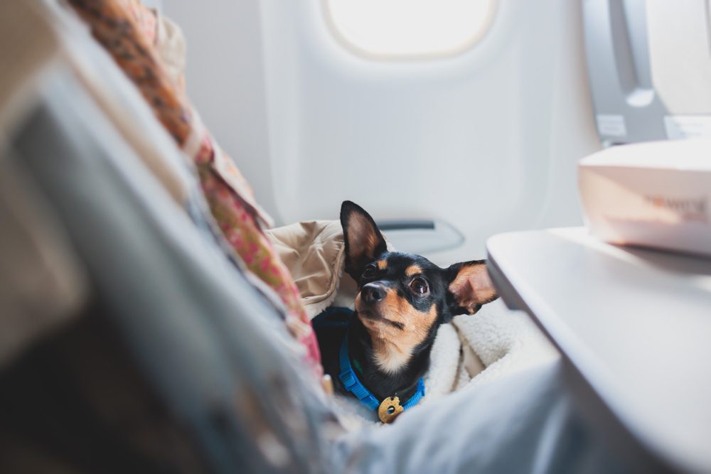 Flying With a Dog