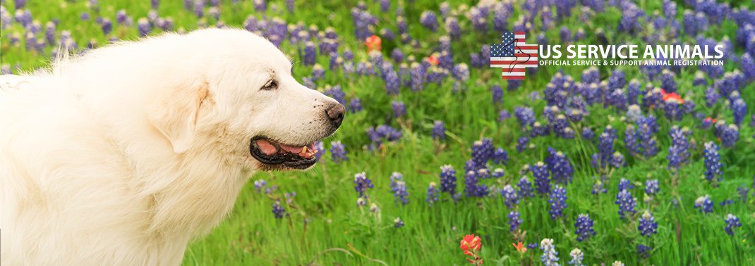 How to Get an Emotional Support Animal (ESA) Letter in Dallas, TX