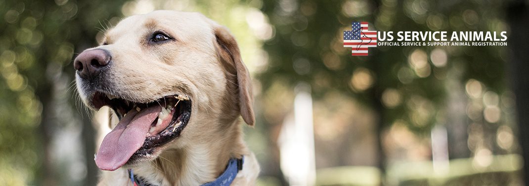 How to Get an Emotional Support Animal (ESA) Letter in Indianapolis, IN