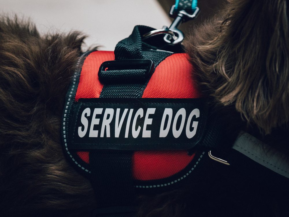 Can You Legally Ask For Proof Of A Service Dog 