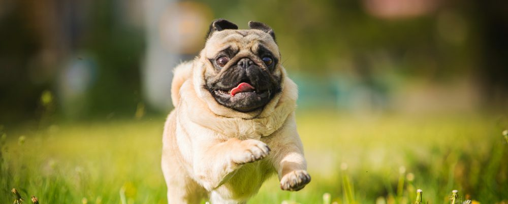 Can Pugs Be Service Dogs?