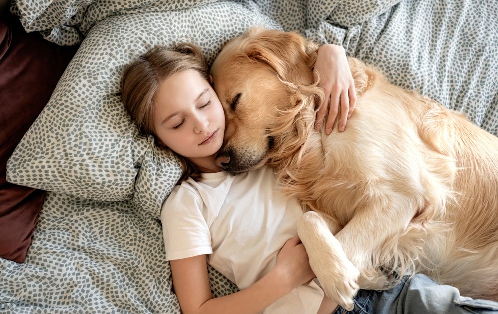 Comfort Dog Training: What to Know