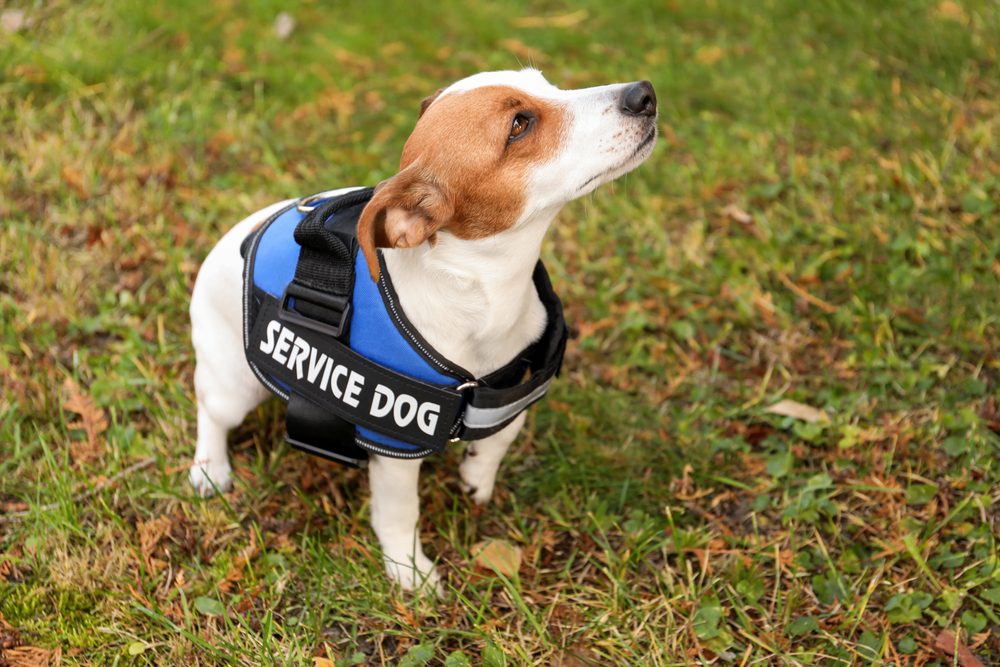 Real Service Dog Vest vs Fake: How to Spot Fakes