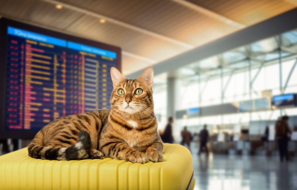 New Rules for Emotional Support Animals on Planes