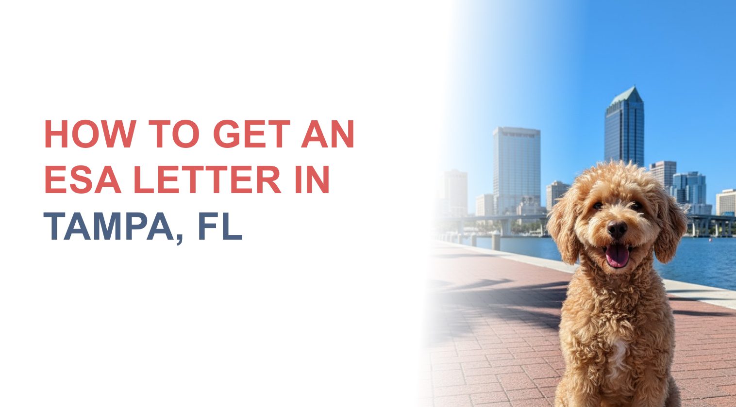 How to Get an Emotional Support Animal (ESA) Letter in Tampa, FL