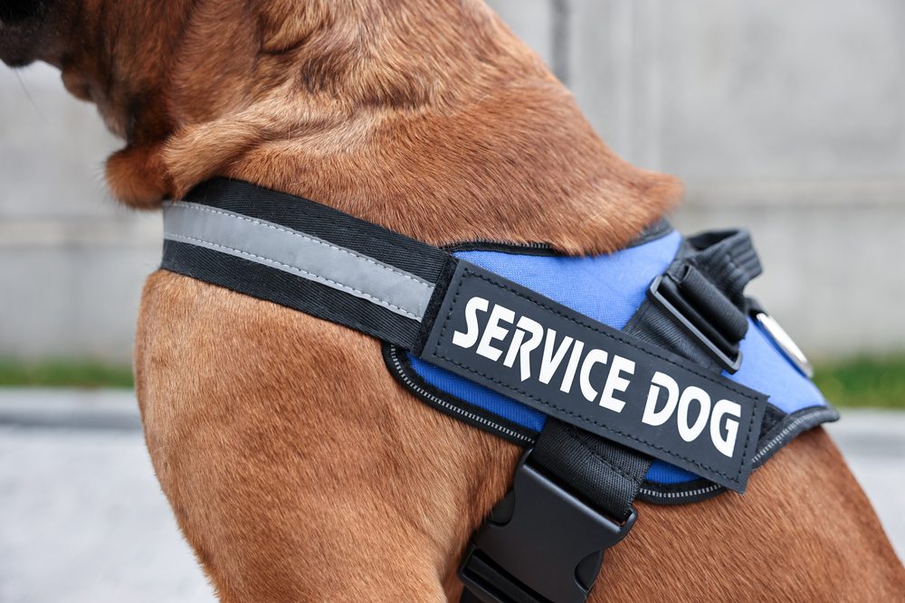 Psychiatric Service Dog Certification