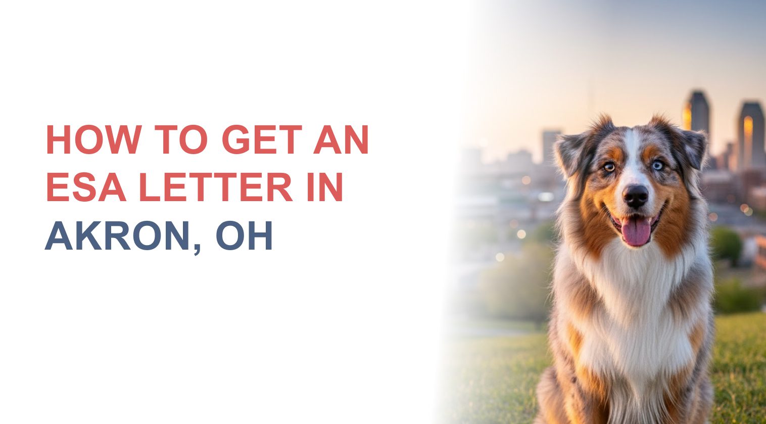 How to Get an Emotional Support Animal (ESA) Letter in Akron