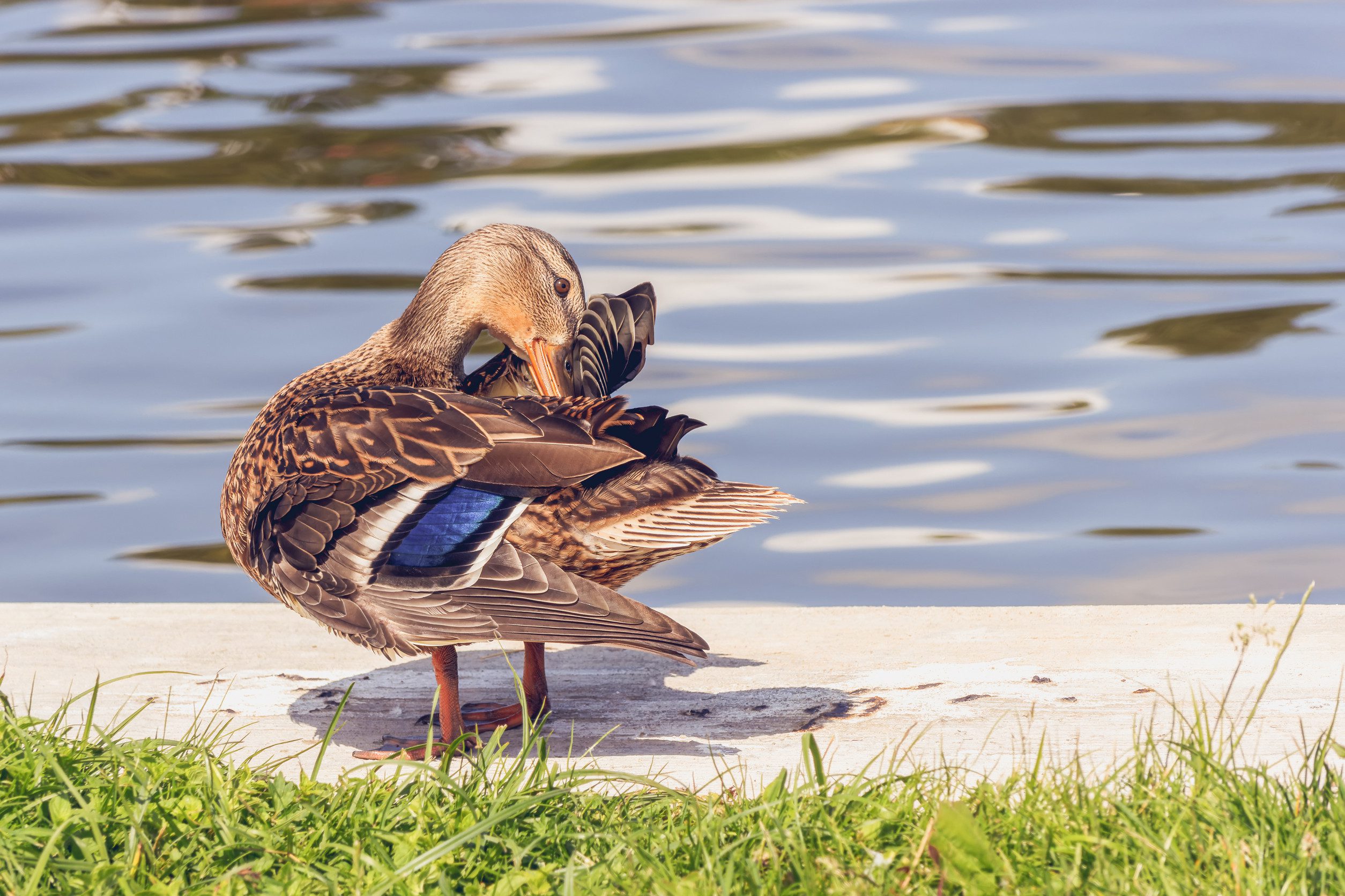 Emotional Support Duck